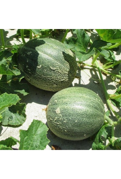 Murat Tohumculuk Murat Tohum Hasanbey Siyah Kışlık Kavun Tohumu 15 Adet Tohum