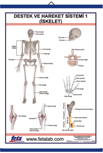 Edulab Destek ve Hareket Sistemi İskelet 1 Edulab Destek ve Hareket Sistemi İskelet 1
