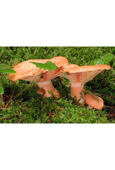 Mantarcı Anne Kanlıca (Çintar) Mantar Tohumu 200 Gram