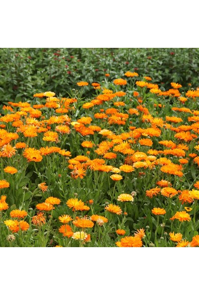 Karacatıbbibitkiler Kalendula - Calendula Officinalis Karacatıbbibitkiler Kalendula - Calendula Officinalis