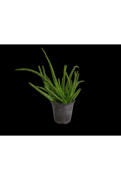 Karacatıbbibitkiler Aloe Vera L. - Sarı Sabır Karacatıbbibitkiler Aloe Vera L. - Sarı Sabır