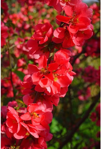 Karacatıbbibitkiler Bahar Dalı - Cydonia Japonica
