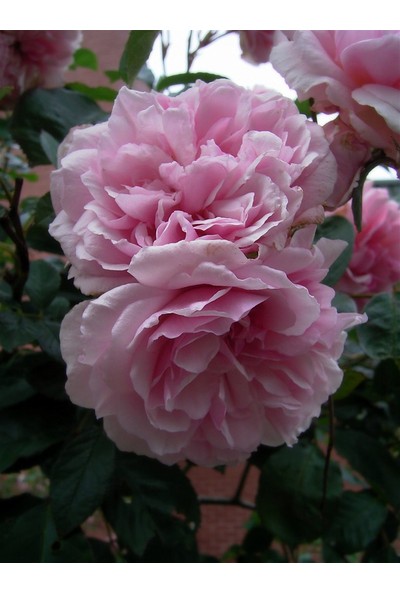 Karacatıbbibitkiler Isparta Gülü - Rosa Damascena Mill.
