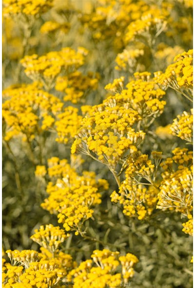 Karacatıbbibitkiler Ölmez Çiçek (Altınotu) - Helichrysum Italicum