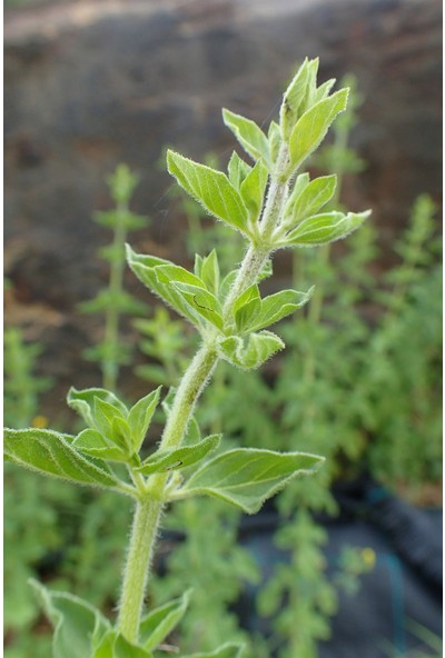 Karacatıbbibitkiler Istanbul Kekiği - Origanum Vulgare Ssp. Hirtum Karacatıbbibitkiler Istanbul Kekiği - Origanum Vulgare Ssp. Hirtum