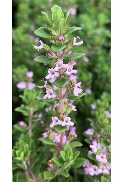 Karacatıbbibitkiler Adi Kekik - Thymus Vulgaris