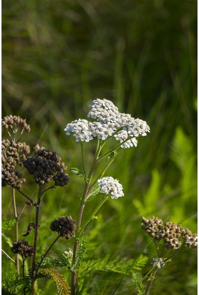 Karacatıbbibitkiler Civanperçemi - Achillea Millefalium