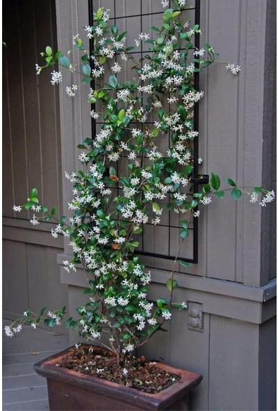 FİDANAVM Arap Yasemini, Mis Kokulu, Beyaz Çiçekli, Dev Boy, Jasminum Sambac, 120CM+ Saksıda FİDANAVM Arap Yasemini, Mis Kokulu, Beyaz Çiçekli, Dev Boy, Jasminum Sambac, 120CM+ Saksıda
