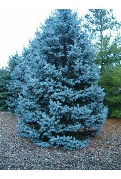 Taskar Peyzaj Mavi Ladin Çam Fidanı 40 - 60 cm