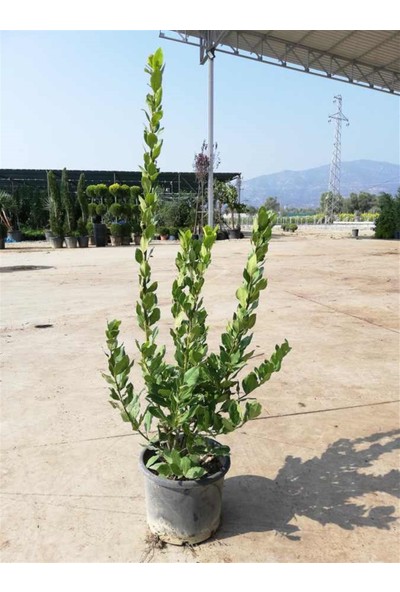 Karacatıbbibitkiler Defne - Laurus Nobilis Karacatıbbibitkiler Defne - Laurus Nobilis