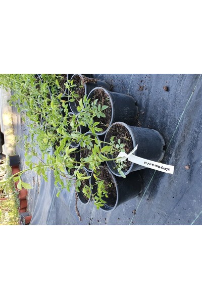 Karacatıbbibitkiler Kuşburnu - Rosa Canina