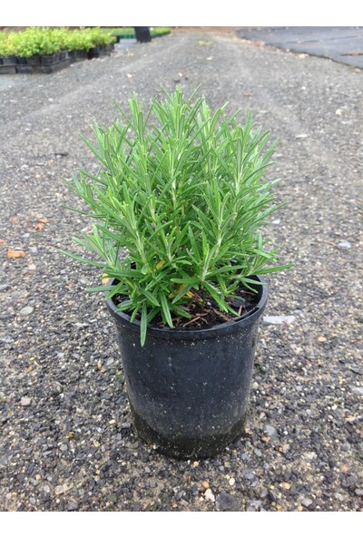 Karacatıbbibitkiler Biberiye - Rosmarinus Officinalis