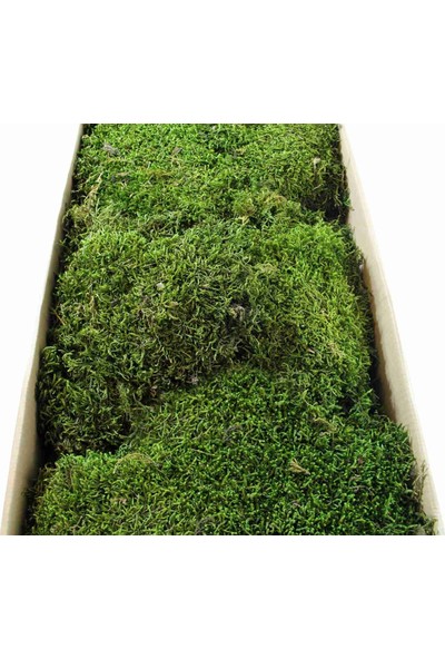 toptancicek Şoklanmış Yosun 1 m2