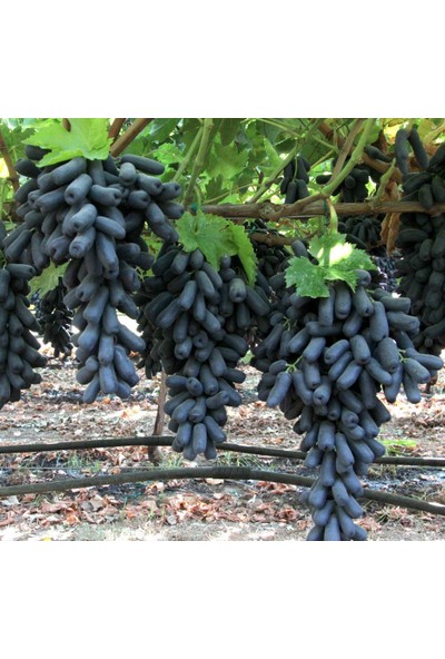 Plantistanbul Asma Üzüm Fidanı Black Finger, Aşılı, Açık Köklü Plantistanbul Asma Üzüm Fidanı Black Finger, Aşılı, Açık Köklü
