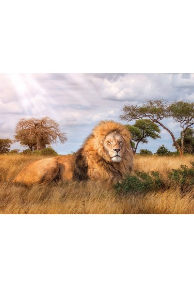 Clementoni 1000 Parça Kral (Aslan) Puzzle Clementoni 1000 Parça Kral (Aslan) Puzzle