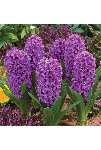 Oxe Garden Sümbül Soğanı 5'li Taze Kokulu Karışık Renklerde Sümbül Soğanı