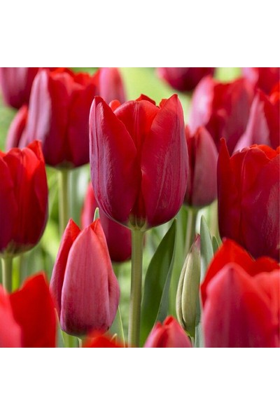 Oxe Garden Lale Soğanı 5'li Büyük Kalibre Doğal Karışık Renkli Çiçek Soğanı 2020