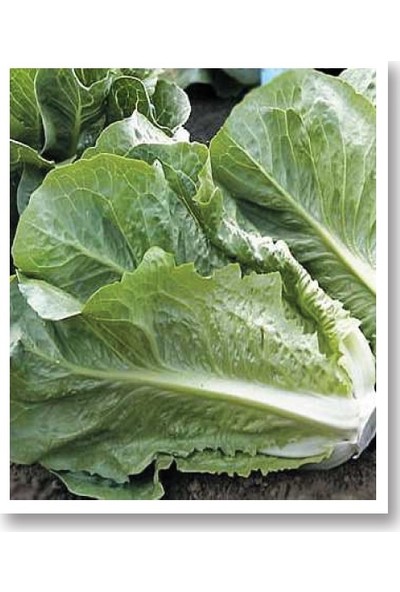Mito Farm Yedikule 5701 Marul Tohumu 10 Gr. Mito Farm Yedikule 5701 Marul Tohumu 10 Gr.