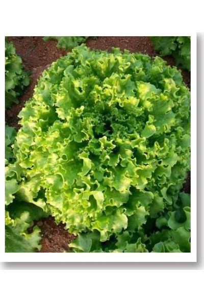 Mito Farm Füsun Kıvırcık Marul Tohumu 10 Gr. Mito Farm Füsun Kıvırcık Marul Tohumu 10 Gr.
