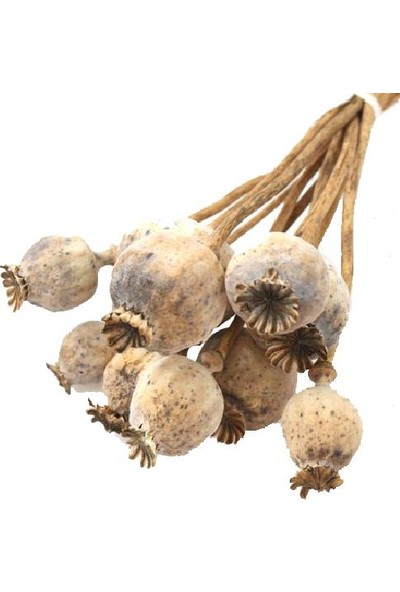 Nettenevime Kuru Çiçek Haşhaş Kozası Ham Doğal Rengi 5 Li Bağ Nettenevime Kuru Çiçek Haşhaş Kozası Ham Doğal Rengi 5 Li Bağ