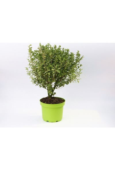 Tunç Botanik Şimşir Fidanı - Dekoratif Saksıda Hediyelik Tunç Botanik Şimşir Fidanı - Dekoratif Saksıda Hediyelik