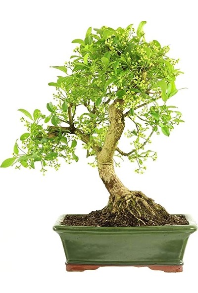 Bonsai Taflan Seti (Fidan+Bonsai Saksı+Toprak +Bitki Besini) Bonsai Taflan Seti (Fidan+Bonsai Saksı+Toprak +Bitki Besini)