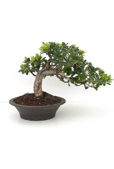Bonsai Pitosporum Seti (Fidan+Bonsai Saksı+Toprak +Bitki Besini) Bonsai Pitosporum Seti (Fidan+Bonsai Saksı+Toprak +Bitki Besini)