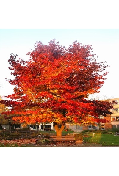 Amerikan Sığla Ağacı Fidanı