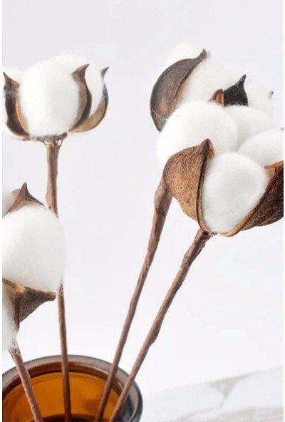 Mor Dekor Doğal Pamuk Dalları 6'lı Mor Dekor Doğal Pamuk Dalları 6'lı