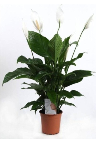 Mor Dekor Barış Çiçeği Spathiphyllum Sokak Lambası Çiçeği Ev Bitkisi Ofis Bitkisi Salon Bitkisi Mor Dekor Barış Çiçeği Spathiphyllum Sokak Lambası Çiçeği Ev Bitkisi Ofis Bitkisi Salon Bitkisi