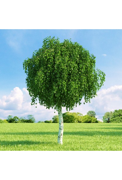 Huş Ağacı Fidanı - Betula Pendula