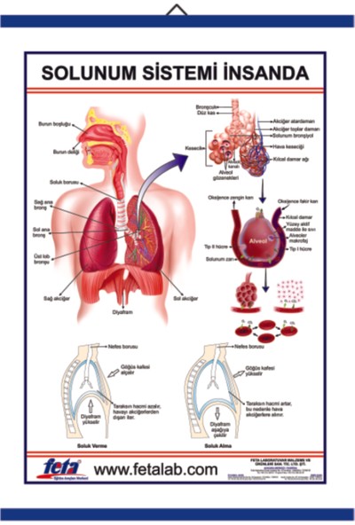 Edulab Solunum Sistemi Levhası İnsanda
