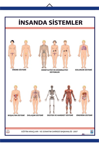 Edulab İnsanda Sistemler Levhası 70 x 100 cm