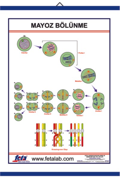 Edulab Mayoz Bölüneyeni Levhası