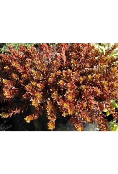 Tunç Botanik Sedum Vodoo 90 Adet - Kırmızı Yer Örtücü, Sukulent Teraryum Bitki Tunç Botanik Sedum Vodoo 90 Adet - Kırmızı Yer Örtücü, Sukulent Teraryum Bitki