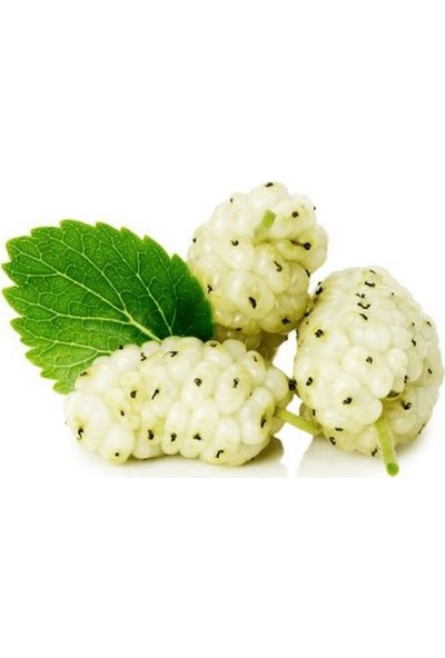 Murat Tohum Beyaz Dut Tohumu Beyazdut Tohumu 5 Adet Tohumu