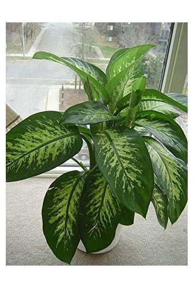 Tunç Botanik Difenbahya Salon Bitkisi - Dieffenbachia Tropic Snow 60-80 cm Tunç Botanik Difenbahya Salon Bitkisi - Dieffenbachia Tropic Snow 60-80 cm