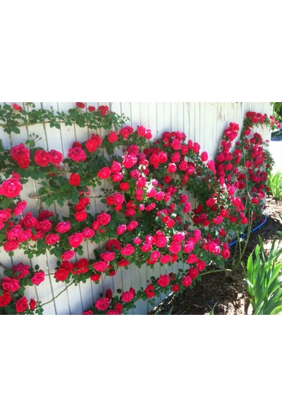 Tunç Botanik Sarmaşık Gül Pembe Renk Tunç Botanik Sarmaşık Gül Pembe Renk