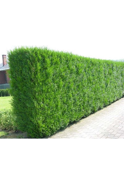 Murat Tohumculuk Çit Mazı Tohumu Çamı 25'li