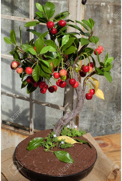 Murat Tohum Bodur Bonsai Iri Napolyon Kiraz Ağacı Tohumu 5 Adet Tohum Murat Tohum Bodur Bonsai Iri Napolyon Kiraz Ağacı Tohumu 5 Adet Tohum