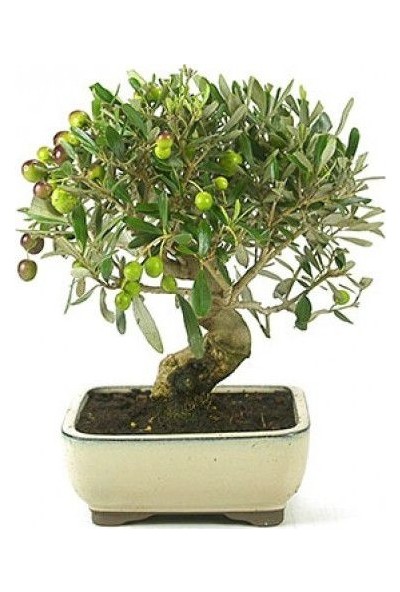 Murat Tohumculuk Murat Tohum Bodur Bonsai Zeytin Ağacı Tohumu 3 Adet Tohum