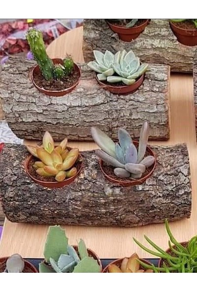 lon Doğal Kütük Şık Ahşap Aksesuar 2li Saksılık