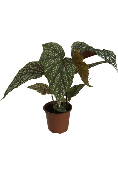 Armenbotanik Çilli Begonya Çiçeği Begonia Aconitifolia Melek Kanadı Armenbotanik Çilli Begonya Çiçeği Begonia Aconitifolia Melek Kanadı