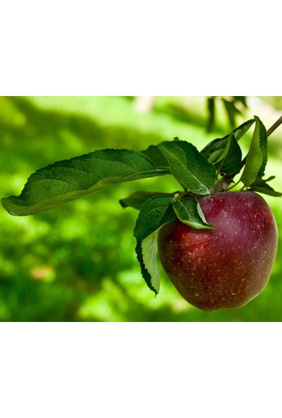 Eldegmedenal Arapkızı Elma 4 kg