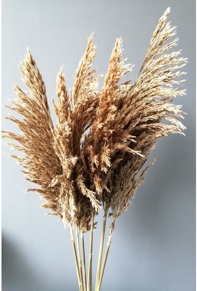 Mor Dekor Gerçek Kuru Çiçek Natural Dökülmeyen Şoklanmış Pampas (7 Adet 100 Cm)