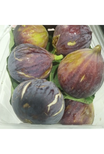 TURKİYEFİDAN Kavak Incir Fidanı Saksı Da 3/4 Yaş Aşılı Sertifikalı 1.kalite 100/110 cm