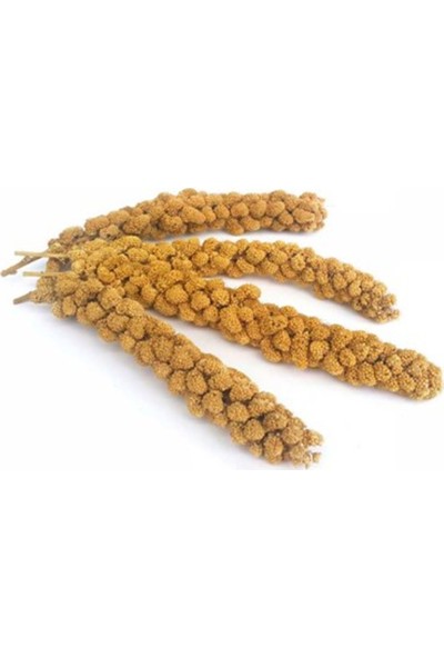 Tasarımkuşevi Ithal Dal Darı (4 Adet)