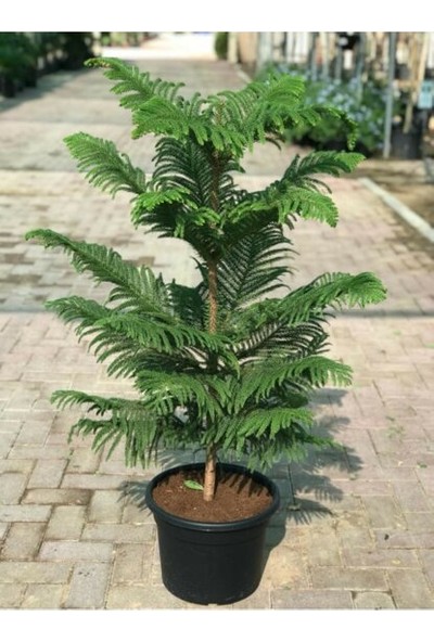 Murat Tohum Arakorya Çamı Ağacı Salon Çamı Ağacı Tohumu 3 Adet Tohum