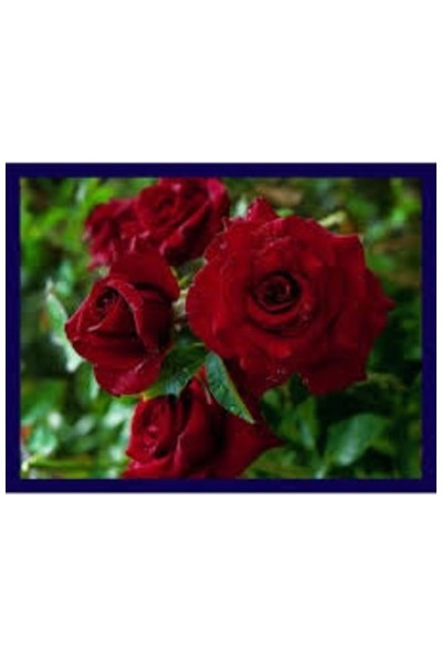 Önderler Gül Fidanı