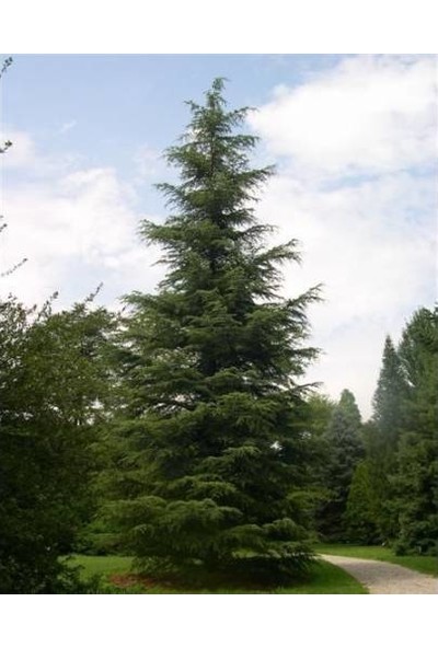 Taşkar Peyzaj Sedir Selvi Çam Fidanı ( Tüplü ) 100-150 cm Taşkar Peyzaj Sedir Selvi Çam Fidanı ( Tüplü ) 100-150 cm